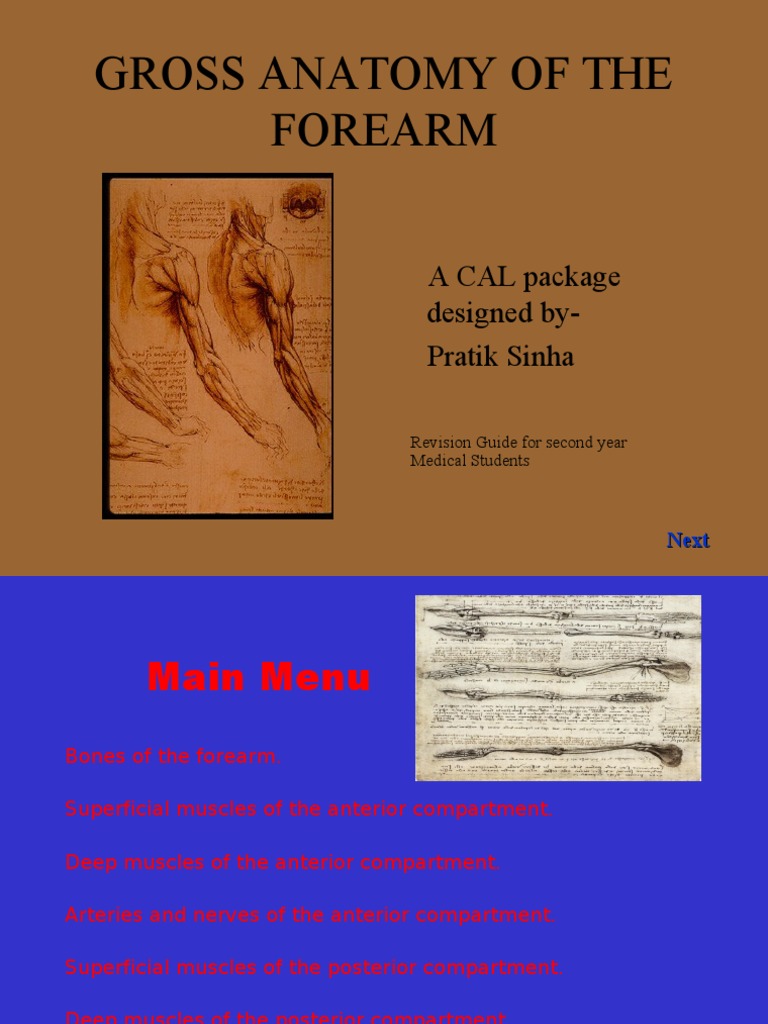 Forearm Anatomy Guide for Medical Students | PDF | Thumb | Limbs (Anatomy)