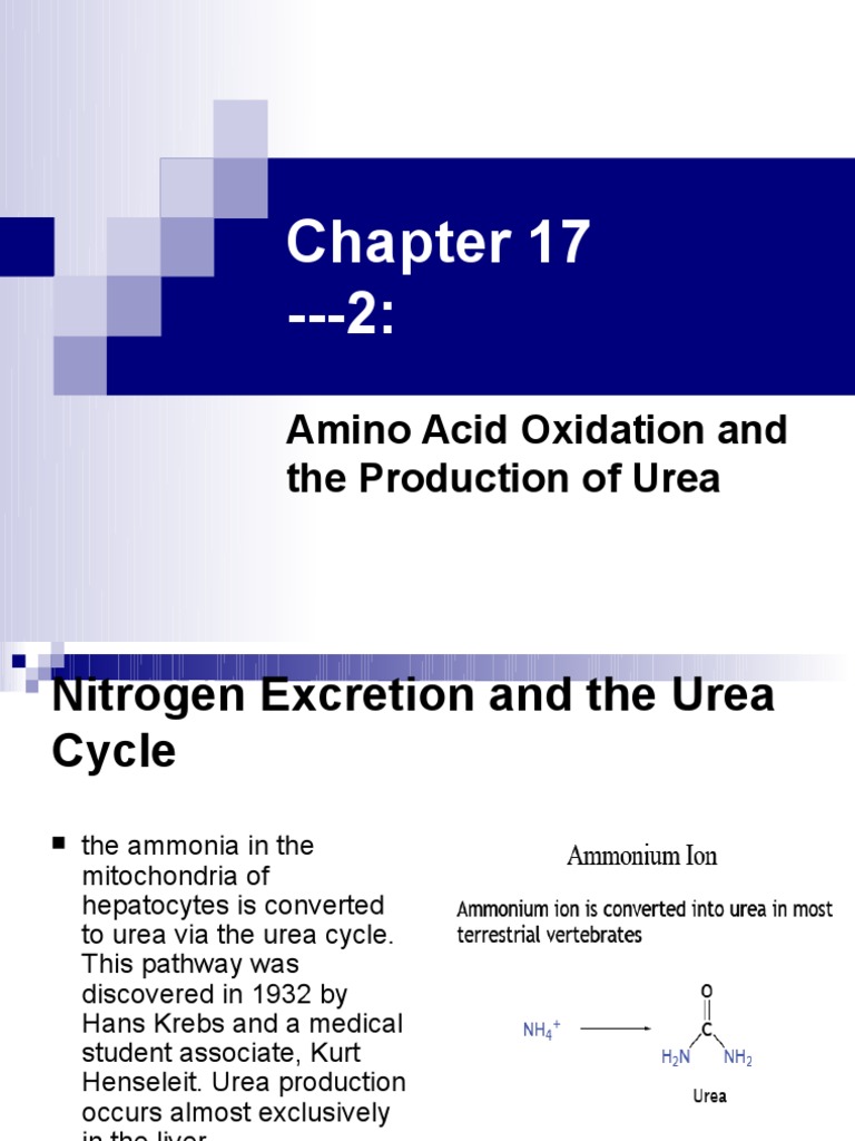 Urea Cycle and Nitrogen Excretion | PDF