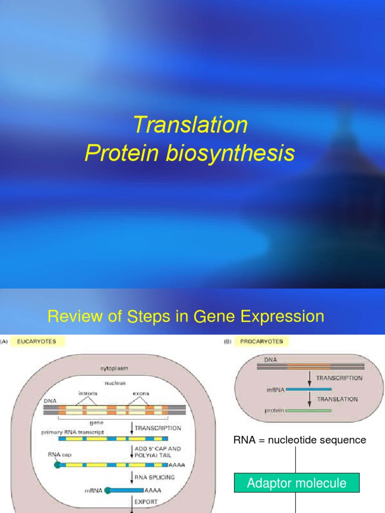 Protein Biosynthesis1 | PDF | Translation (Biology) | Genetic Code