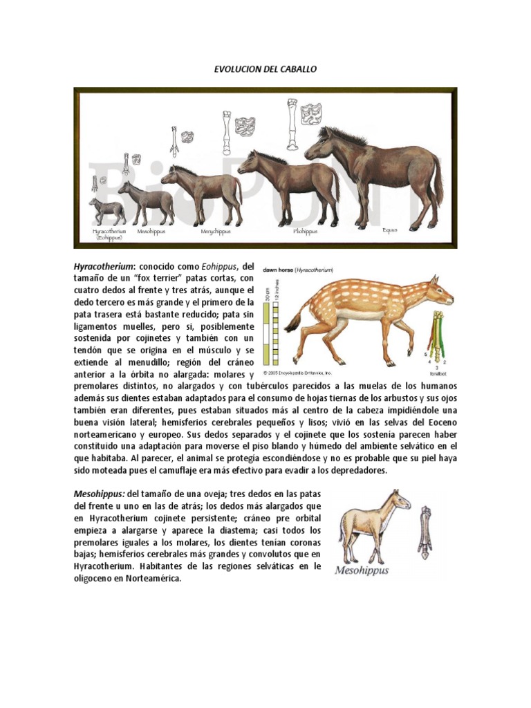 Evolucion Del Caballo | Descargar gratis PDF | Caballos | Plioceno
