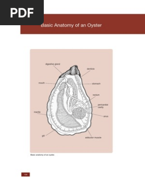 Anatomy Of An Oyster Anatomy Of An Oyster: Learn About The Structure