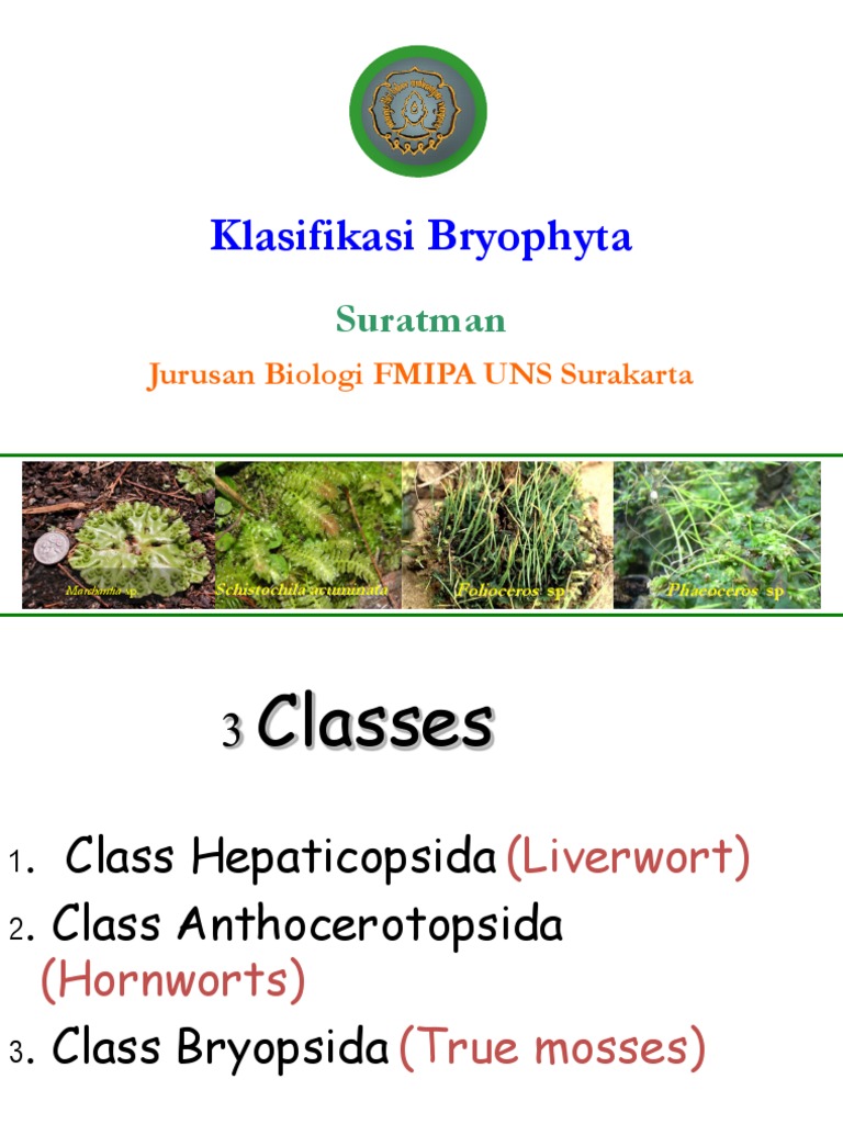 Bryophyte Classification Overview | PDF | Moss | Plant Morphology