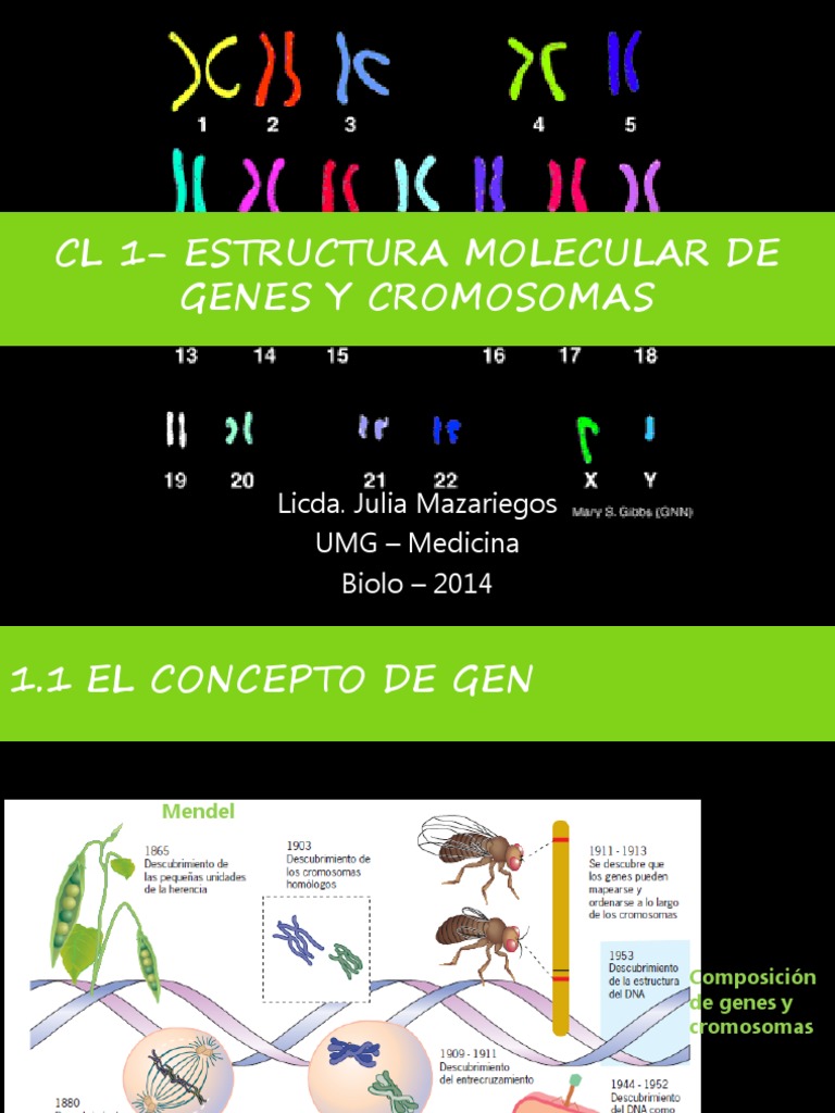 CL 1 - Estructura Molecular de Genes y Cromosomas | PDF