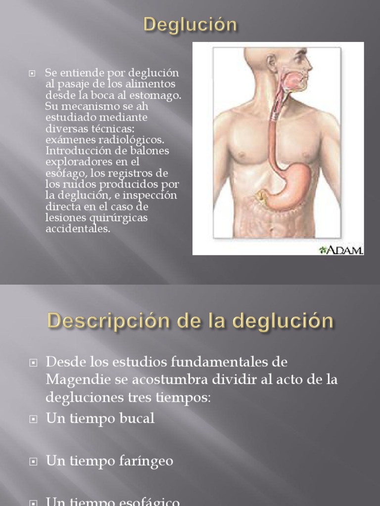 Deglución | PDF | Esófago | Anatomía