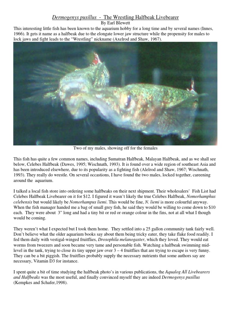 Dermogenys Pusillus PDF | PDF | Fish | Fish And Humans