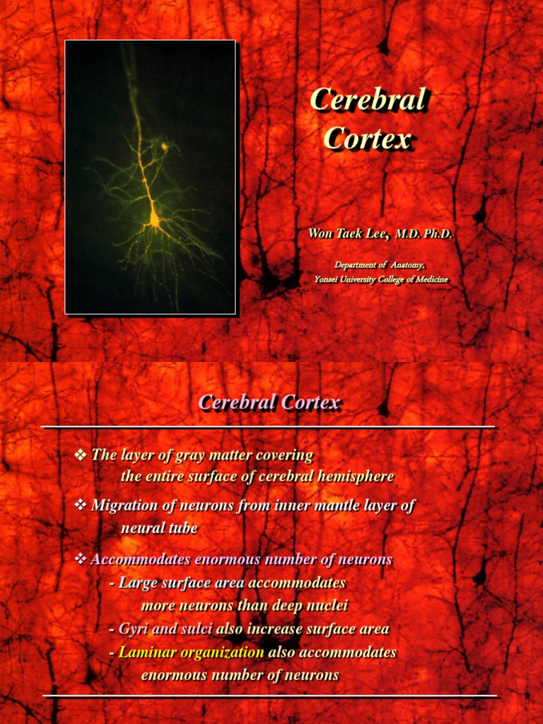 Cerebral Cortex: Won Taek Lee | PDF | Neocortex | Cerebral Cortex