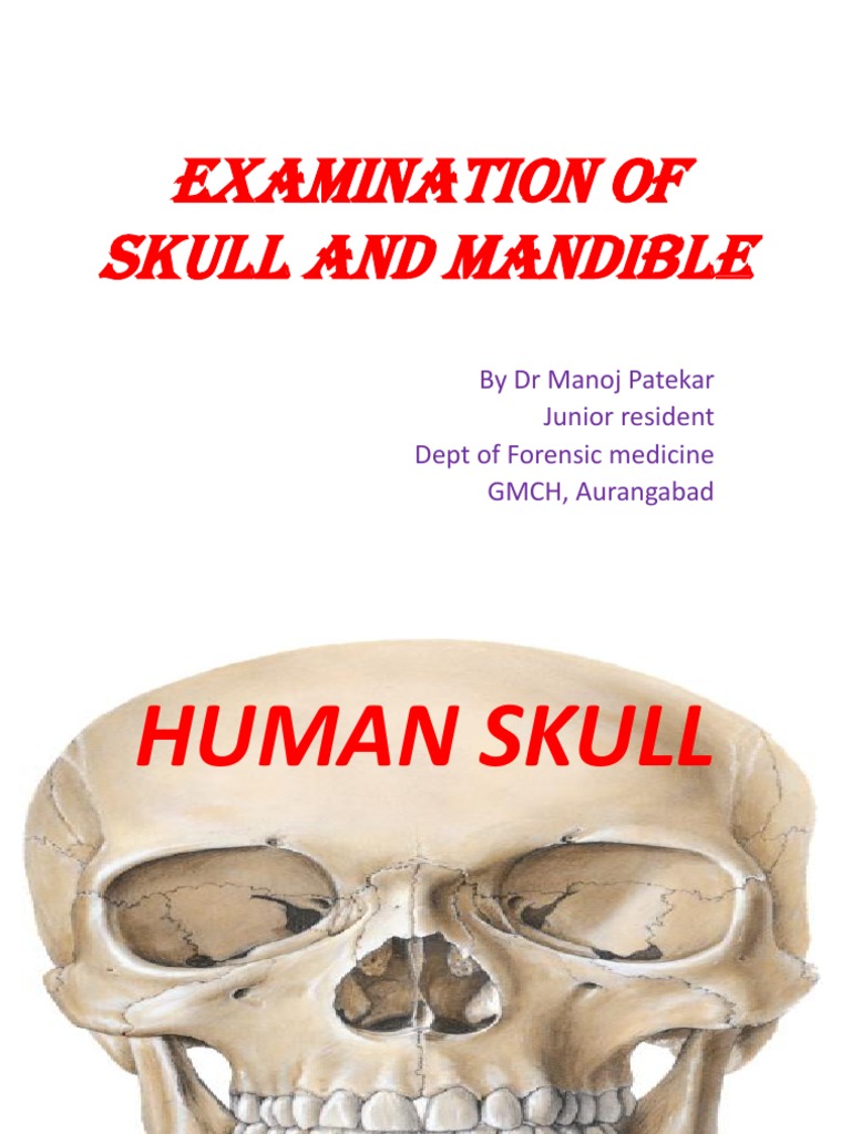 Skull and Mandible- Forensic Anatomy | Skull | Human Head And Neck