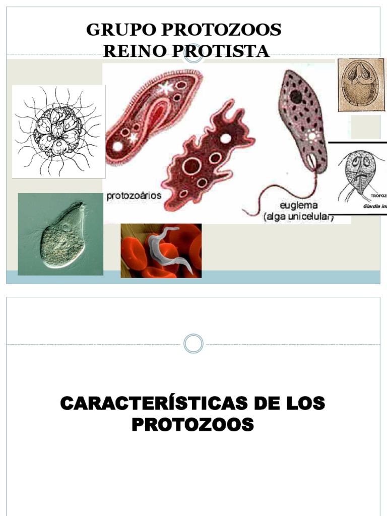 LOS PROTOZOOS.pptx | Organismos | Biología Celular | Prueba gratuita de ...