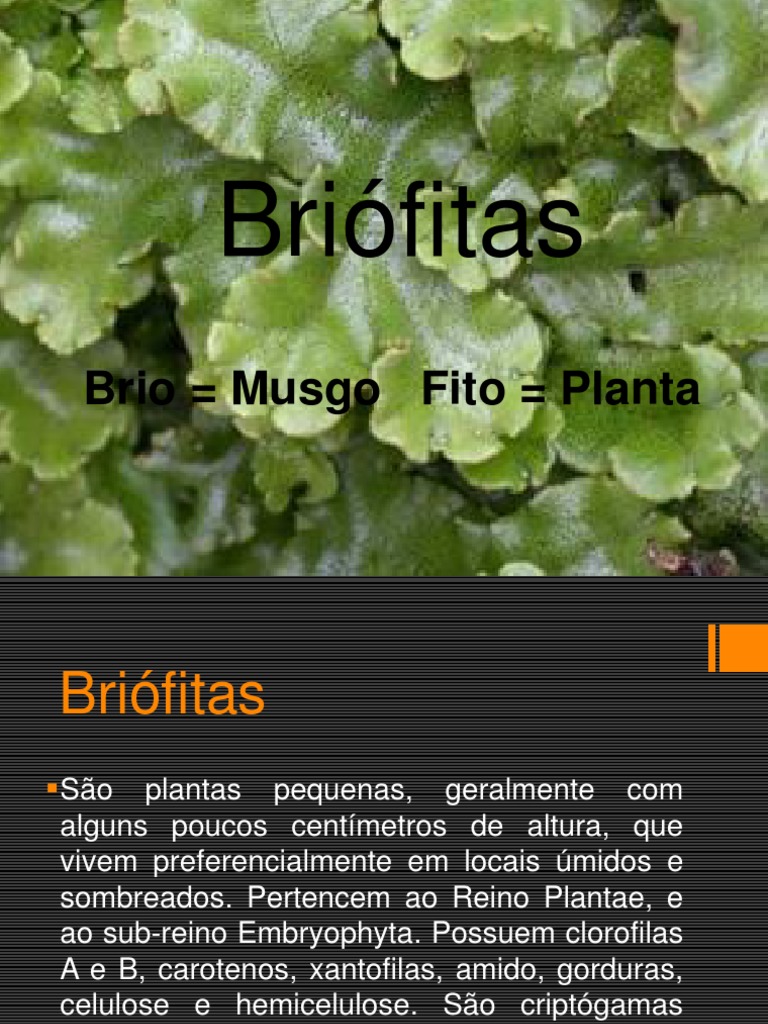 Características e Classificação das Briófitas | PDF | Musgo | Plantas