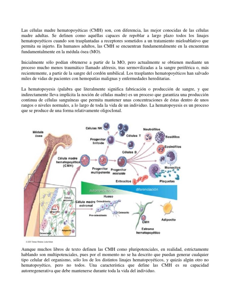 Las Células Madre Hematopoyéticas