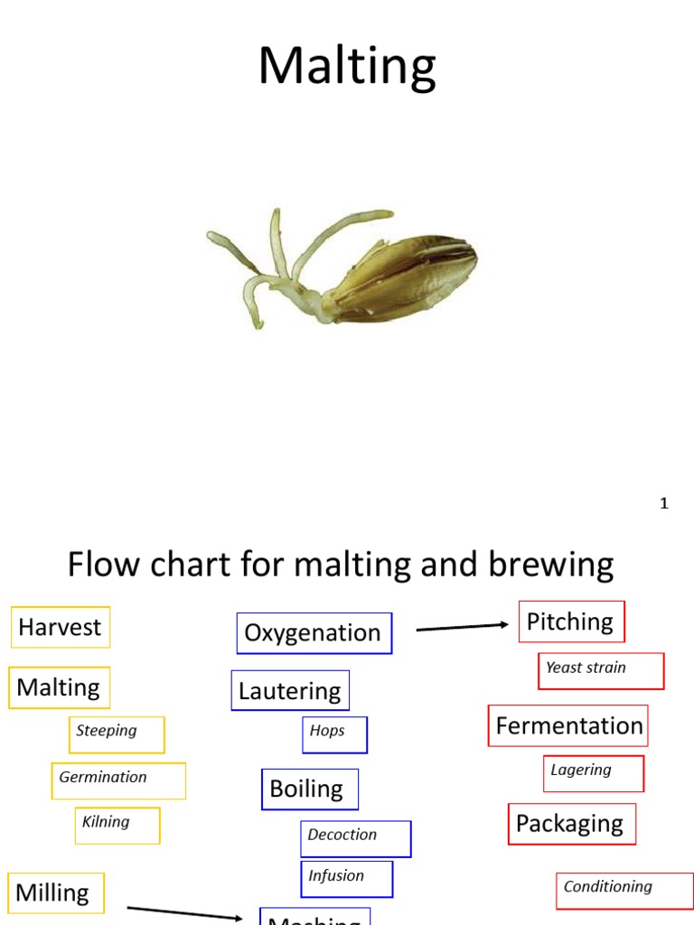 Malting | Malt | Brewing