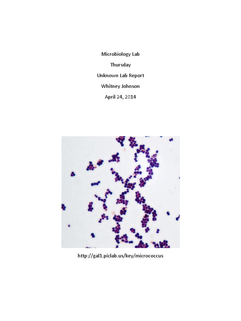 Microbiology Unknown Lab Report | PDF | Catalase | Bacteria