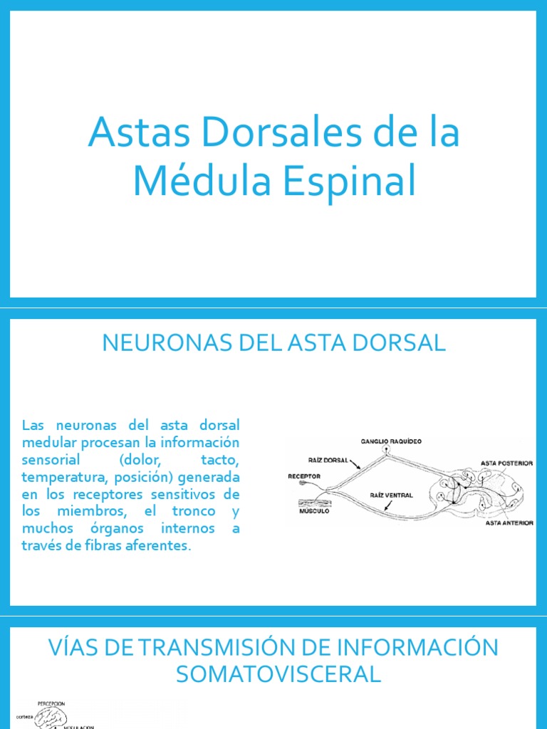 Astas Dorsales de La Médula Espinal | Médula espinal | Neurona