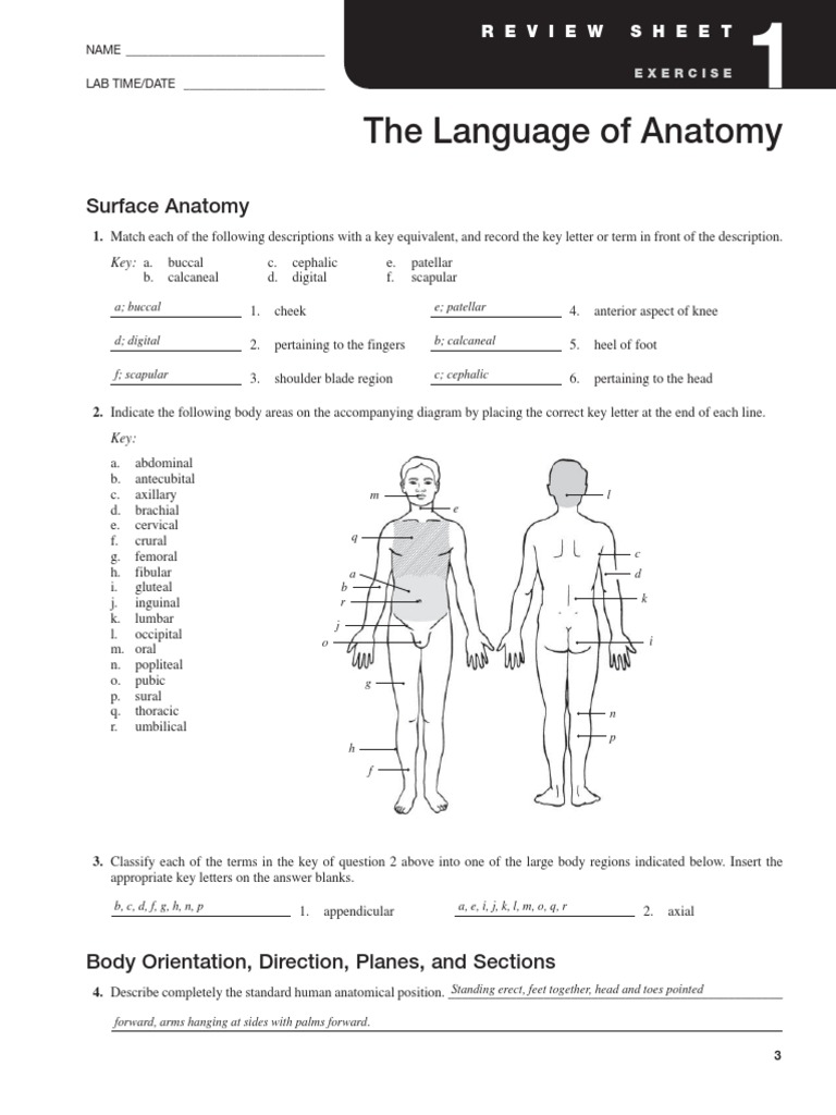 Anatomy Language Exercise Review Sheet | PDF | Anatomical Terms Of ...