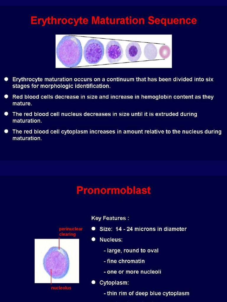 RBC Maturation | PDF