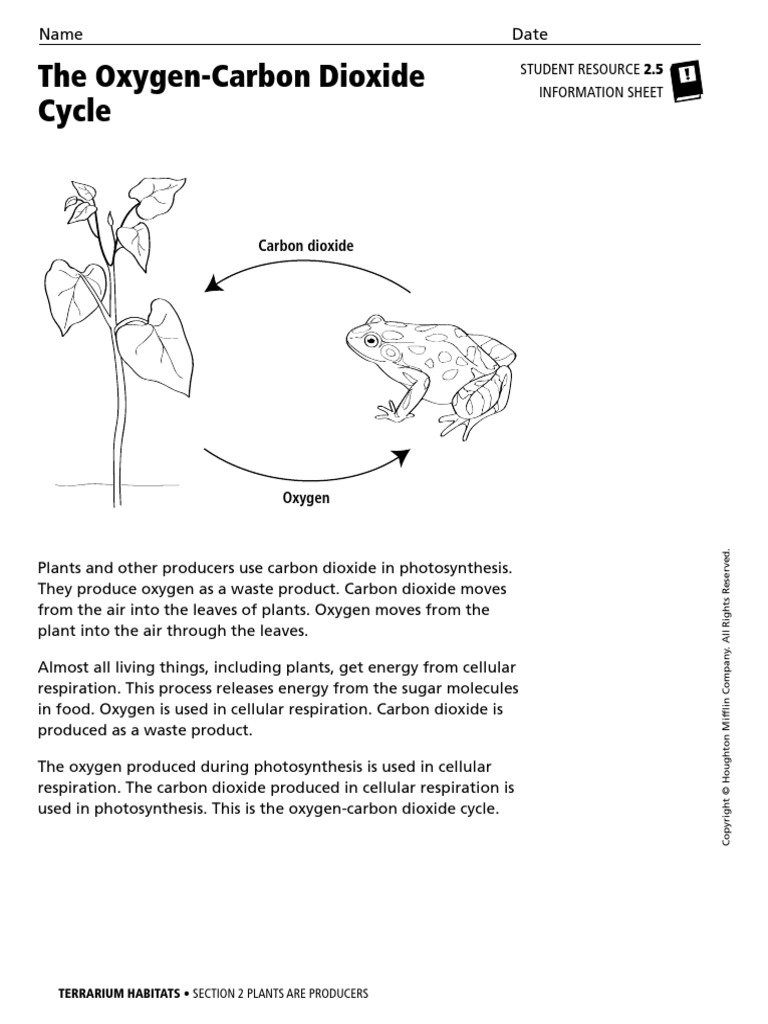 Oxygen CO2 Cycle | PDF | Wellness | Science & Mathematics