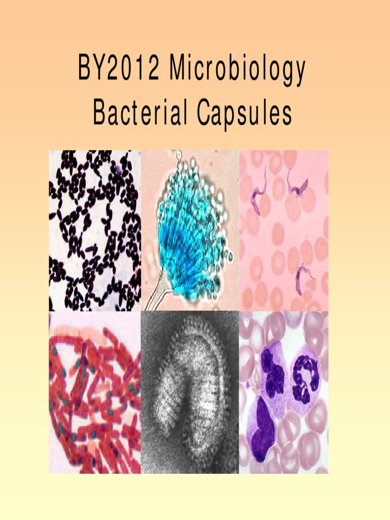 Overview of Bacterial Capsules | PDF