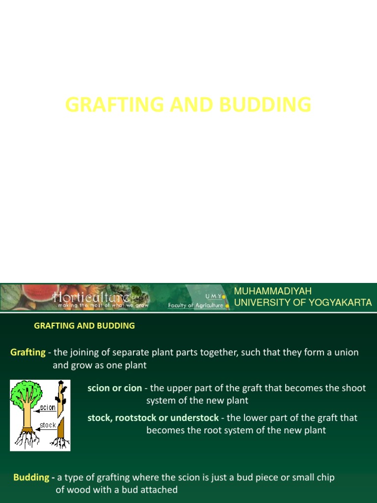Grafting and Budding Techniques in Horticulture | PDF | Grafting ...