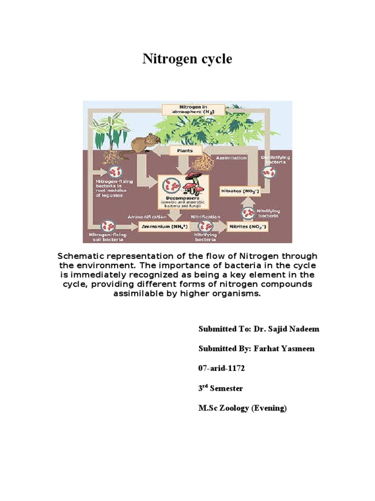 Understanding the Nitrogen Cycle | PDF