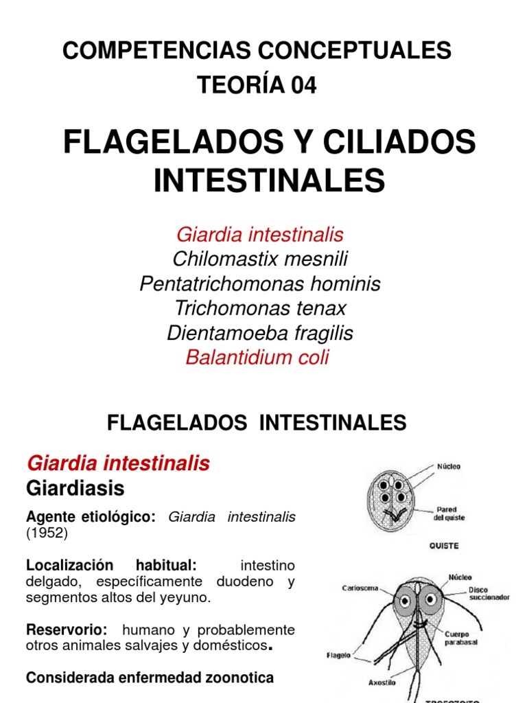 Flagelados y Ciliados Intestinales USMP-2013 (1) | Diarrea | Microbiología