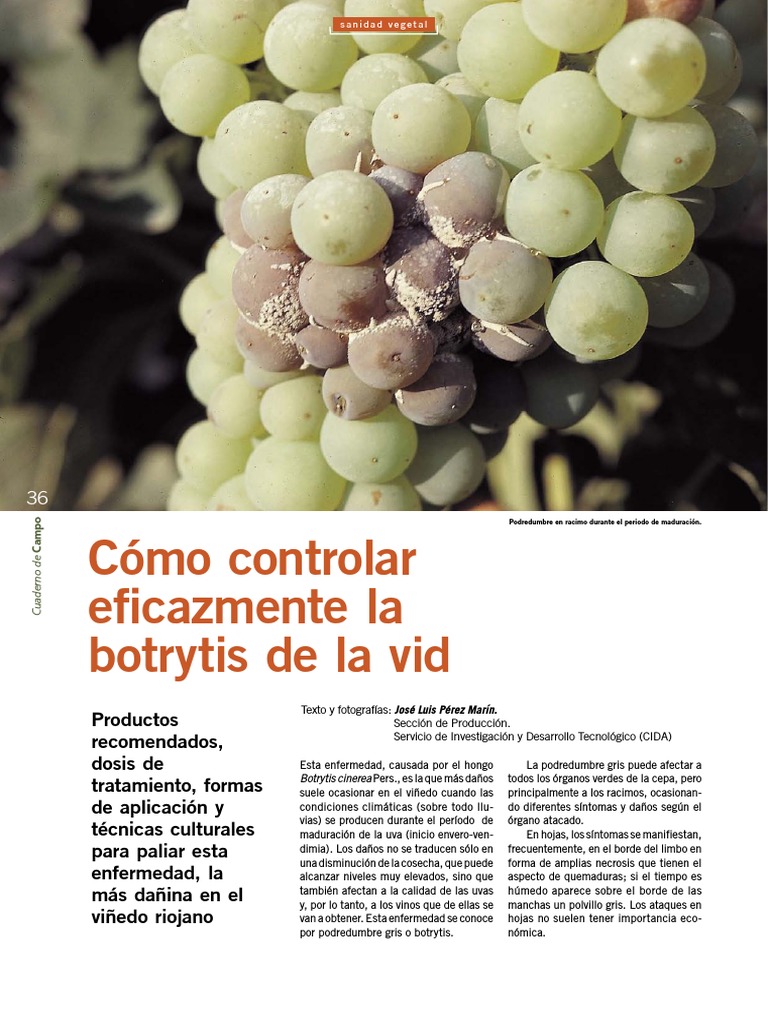 Botrytis | PDF | Uva | Vitis