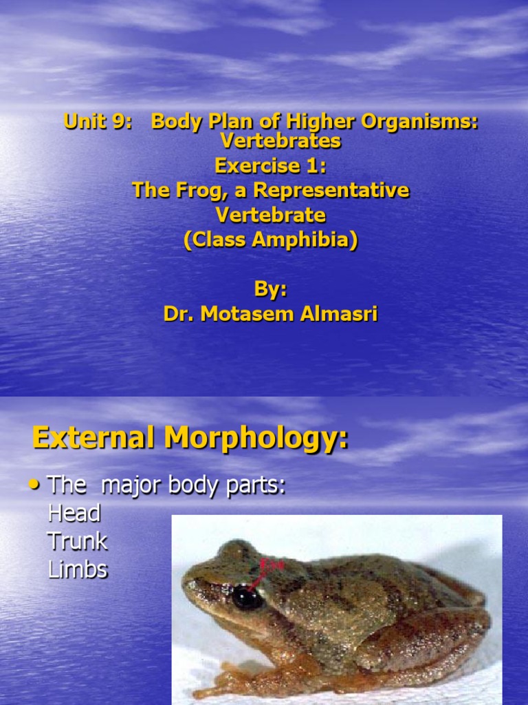 Unit 9: Body Plan of Higher Organisms: Vertebrates Exercise 1: The Frog ...