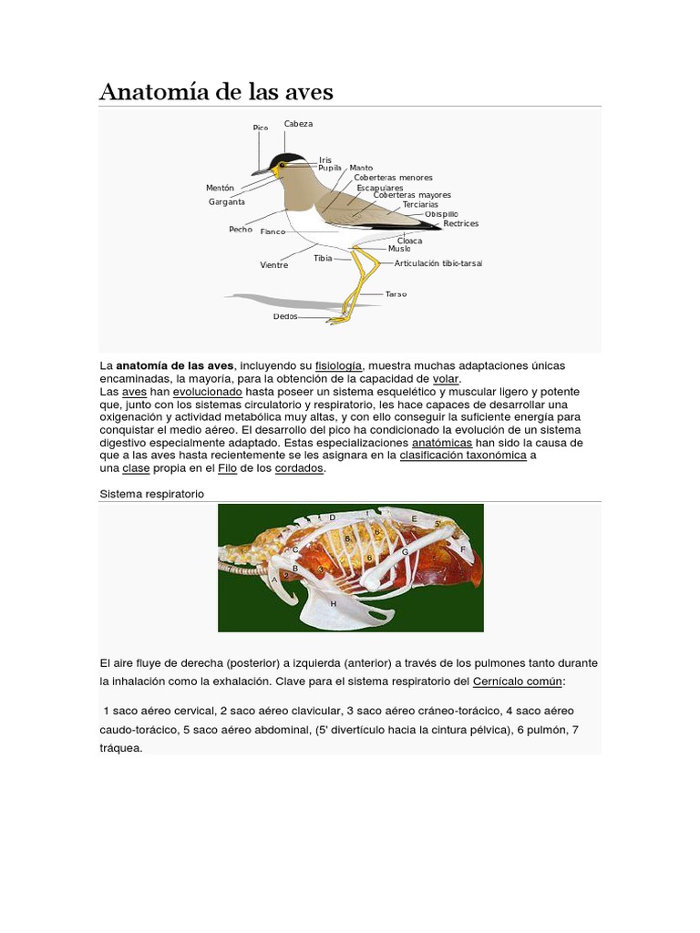 Anatomía de Las Aves | PDF | Pulmón | Aves