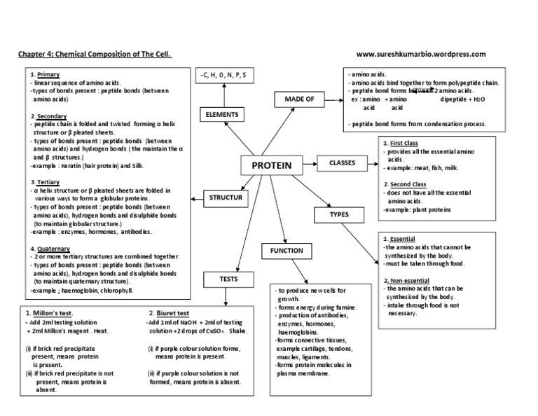 chapter_4_protein_mind_map.pdf | Amine | Acid