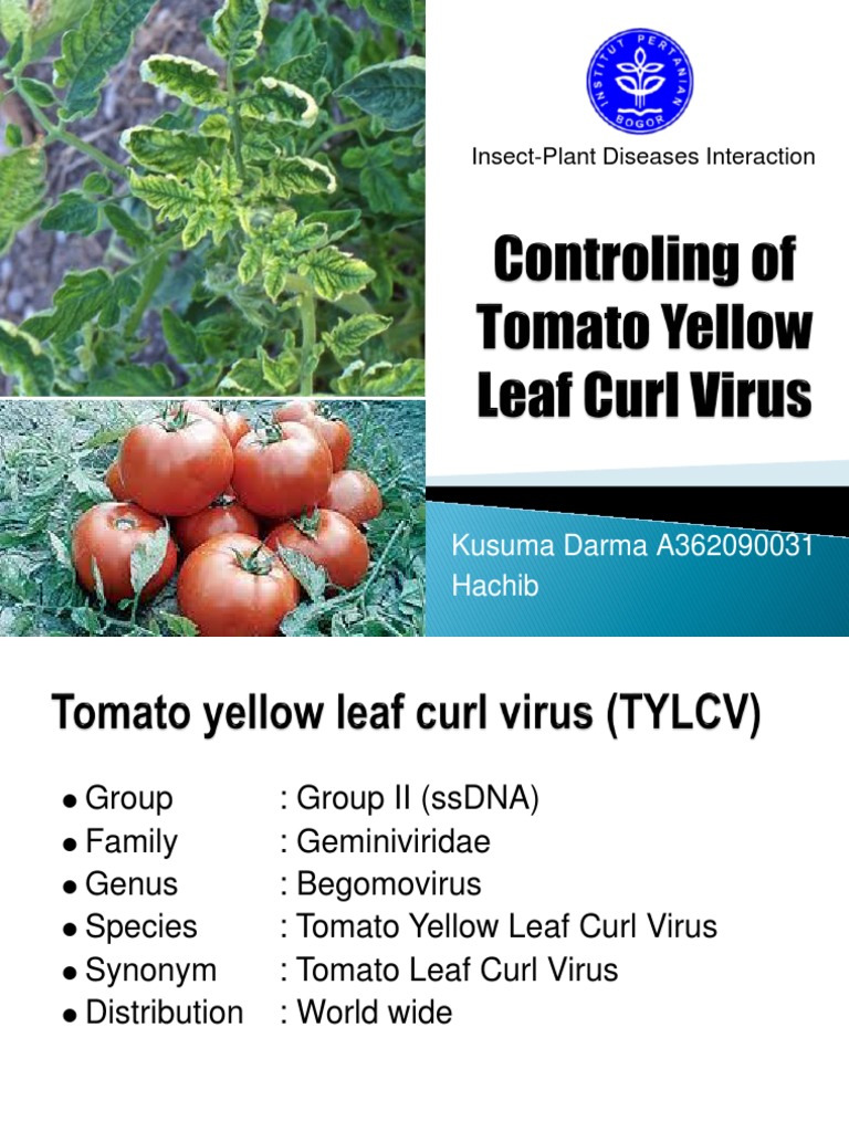 Pengendalian Tomato Yellow Leaf Curl Virus (TYLCV) | Virus | Tomato