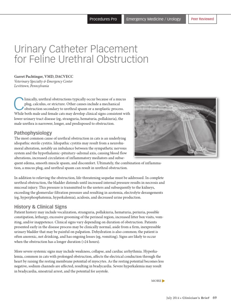 Urinary Catheter Placement for Feline Obstruction | Urinary System ...