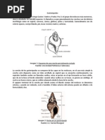 Anatomía de Un Calamar | PDF | Corazón | Sistema digestivo humano