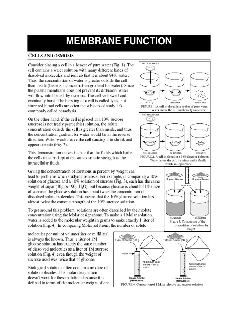 Lab6 Membrane Function | PDF