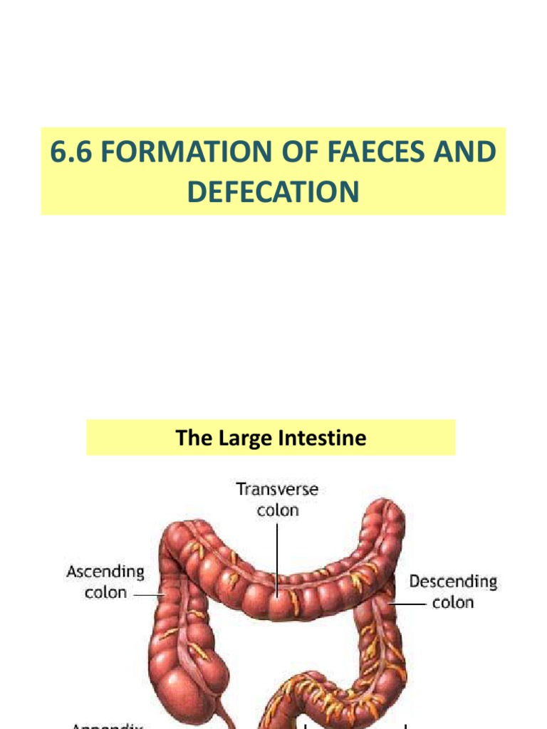 Formation of Faeces and Defecation | PDF | Large Intestine | Feces
