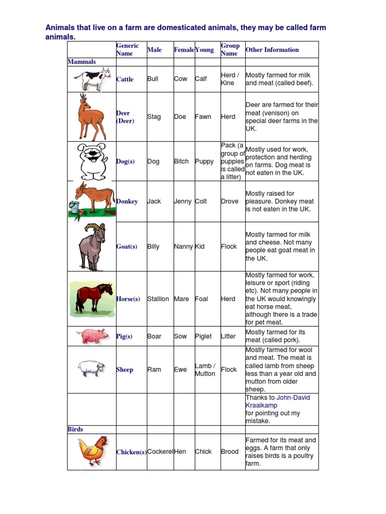 Farm Animals | PDF | Sheep | Chicken