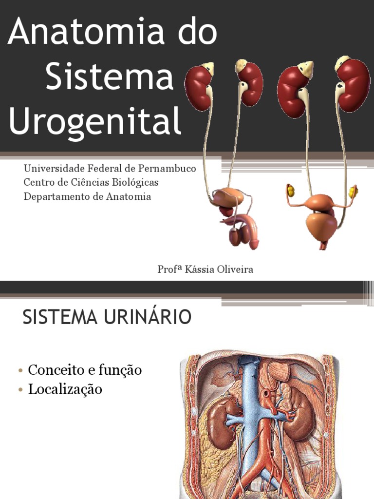Anatomia Do Sistema Urogenital - Farmácia (Kássia) | PDF | Órgão sexual ...