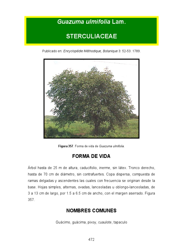 Guazuma ulmifolia: Características y Usos | PDF | Ecología | Conservación