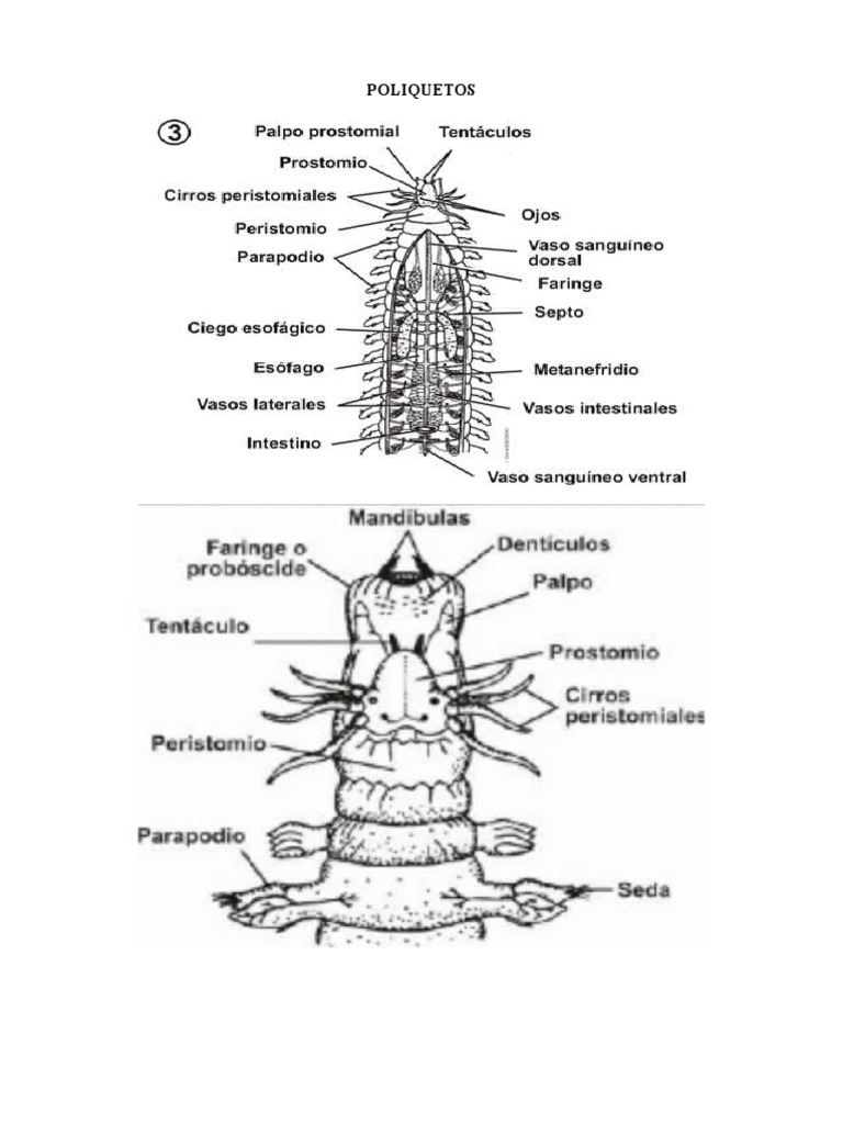 Poliquetos | PDF | Términos anatómicos de ubicación | Hoja