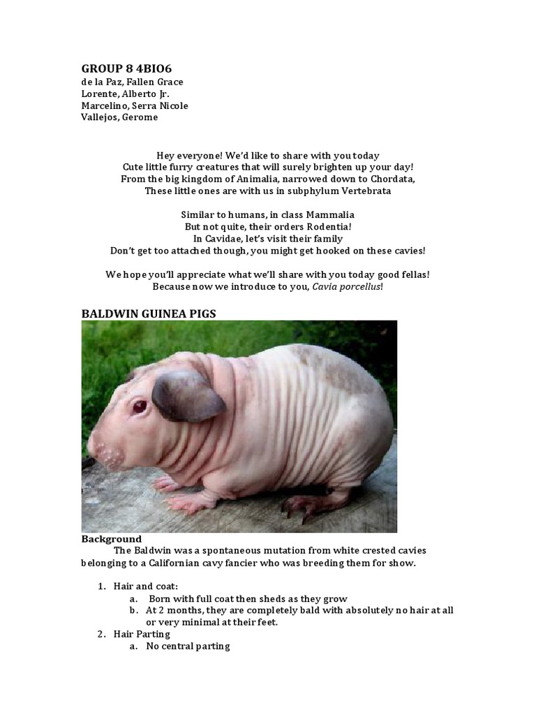 Guinea Pigs | PDF | Domestication | Domesticated Animals