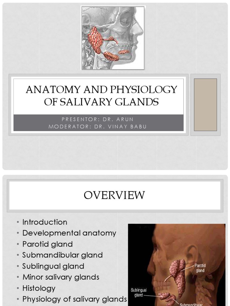 Anatomy and Physiology of Salivary Glands | PDF | Epithelium | Saliva