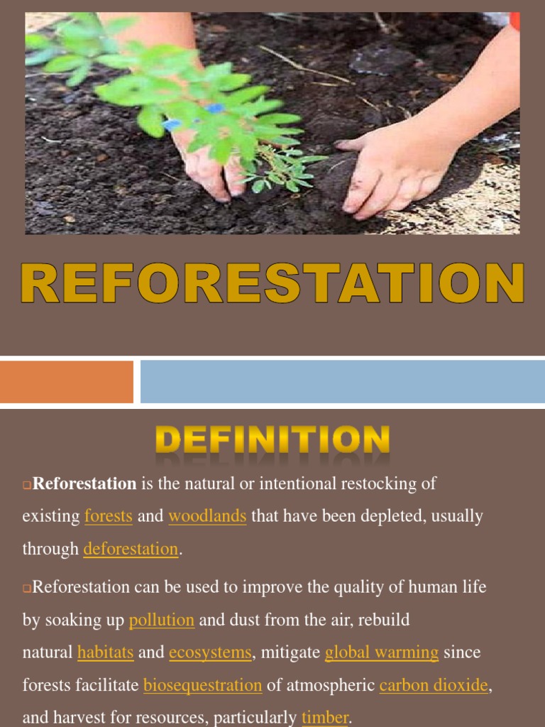 Reforestation Definition