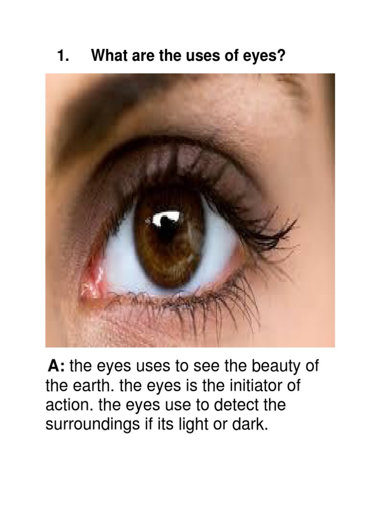 What Are The Uses of Eyes | PDF