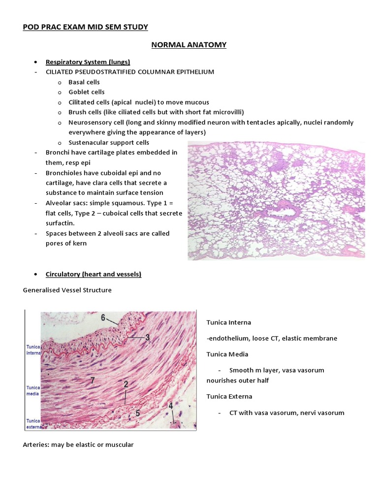 Veterinary Normal Histology | PDF | Lymph Node | Skin
