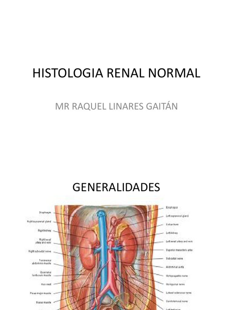 Estructura del Asa de Henle y Rayos Renales | PDF | Riñón | Sistema ...