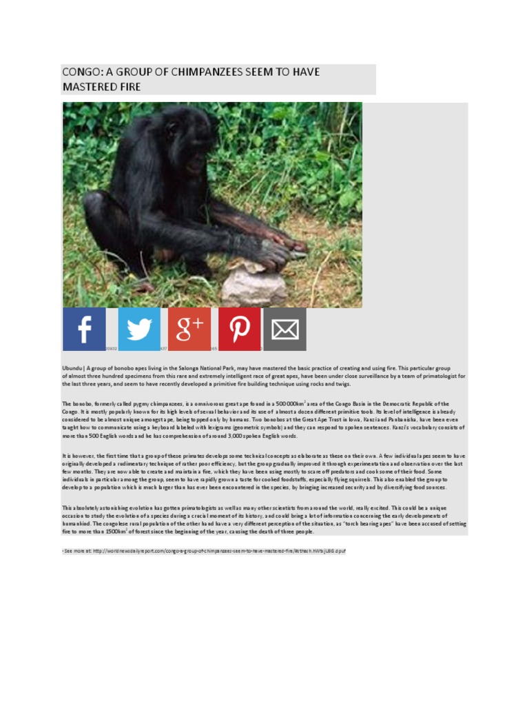 A Group of Chimpanzees Seem To Have Mastered Fire | PDF | Chimpanzee ...