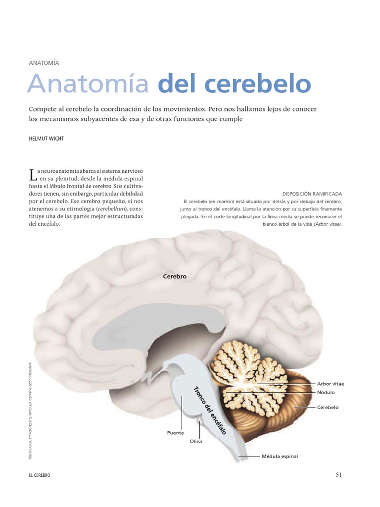 Anatomía y funciones del cerebelo | PDF | Cerebelo | Cerebro