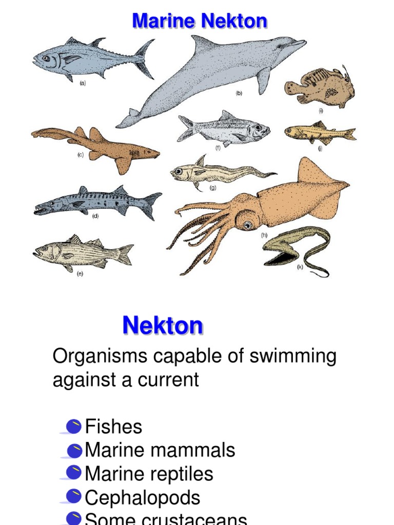 Ocean Nekton