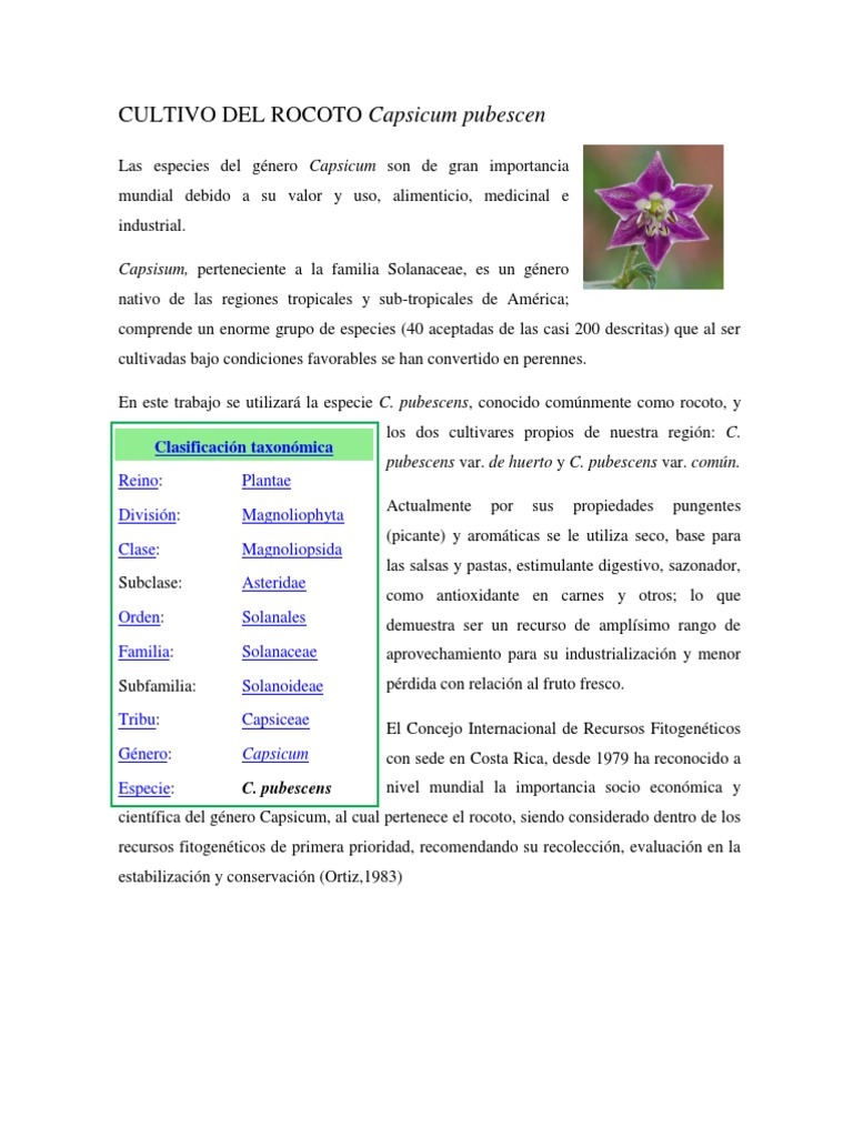 Cultivo Del Rocoto Capsicum Pubescen | PDF | Pimiento | Pimiento