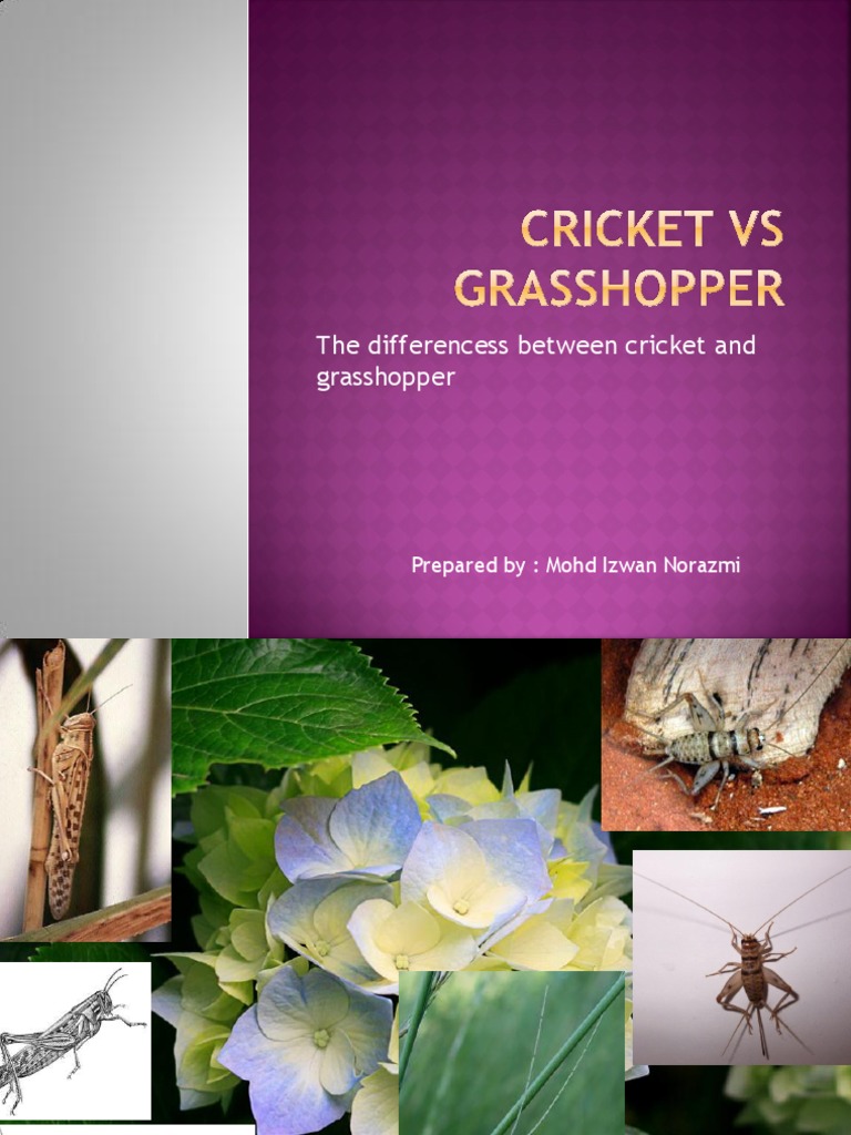 Differences Between Crickets and Grasshoppers | PDF | Arthropods | Biology