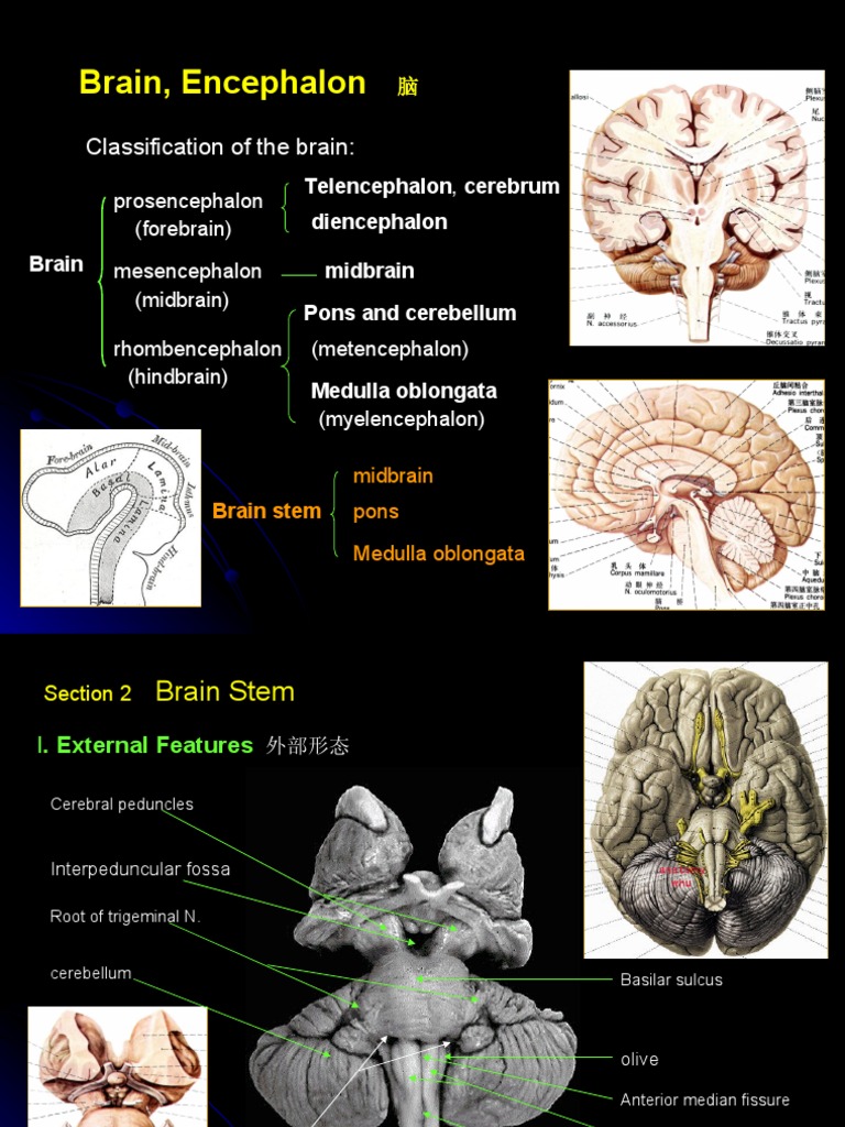 Brain Stem 1 | PDF | Brainstem | Spinal Cord