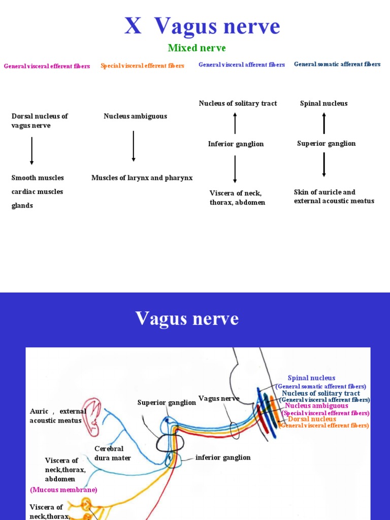 Cranial nerves(III) | Vagus Nerve | Esophagus